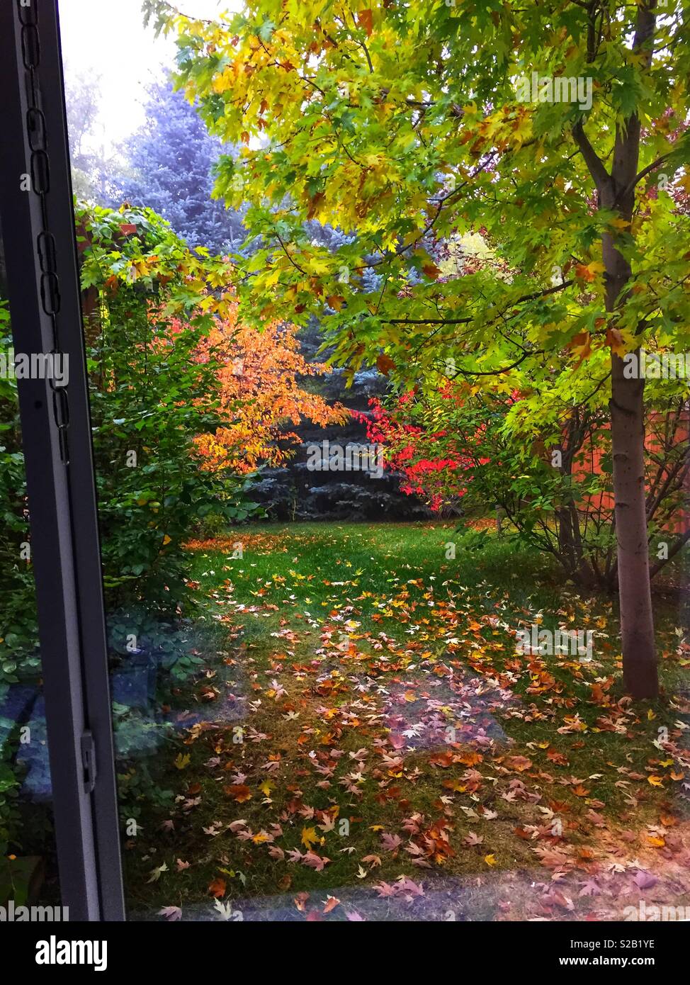 Backyard photos, Calgary, Alberta, autumn leaves, colours Stock Photo ...