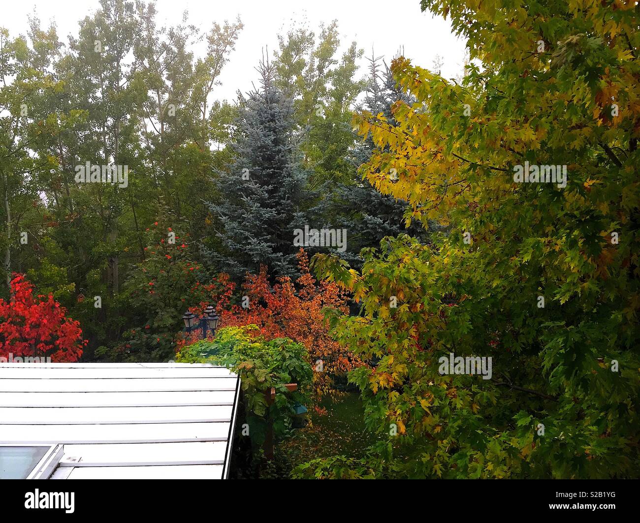 Backyard photos, Calgary, Alberta, autumn leaves, colours Stock Photo ...