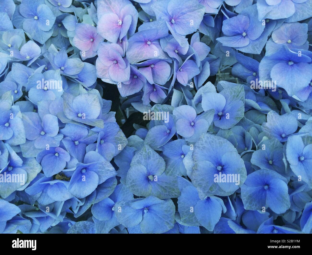 Big leaf hydrangea hi-res stock photography and images - Alamy