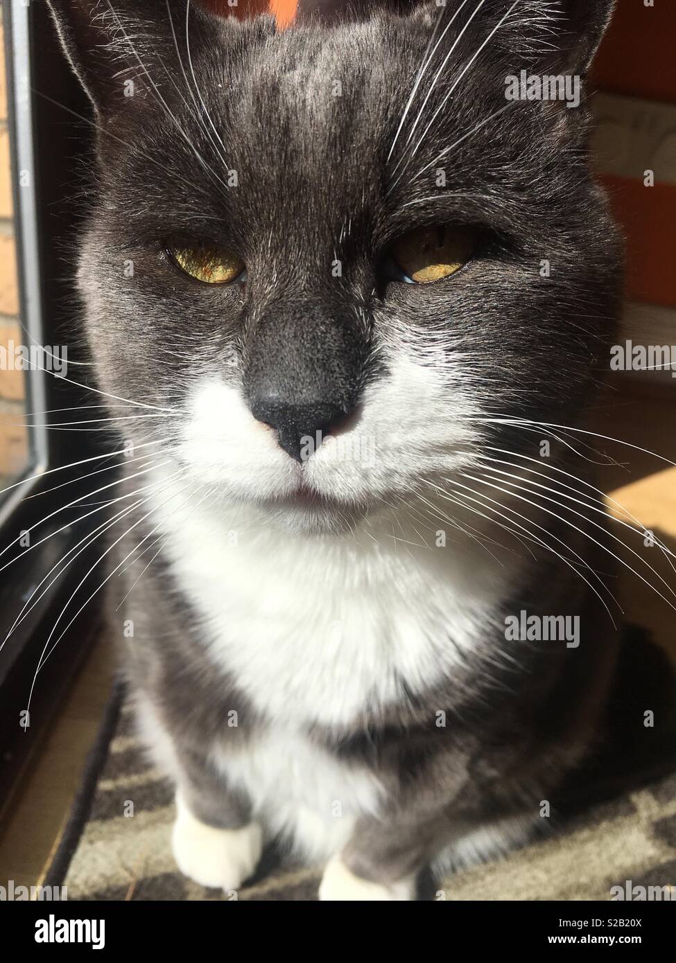 Harry cat in the sun Stock Photo - Alamy