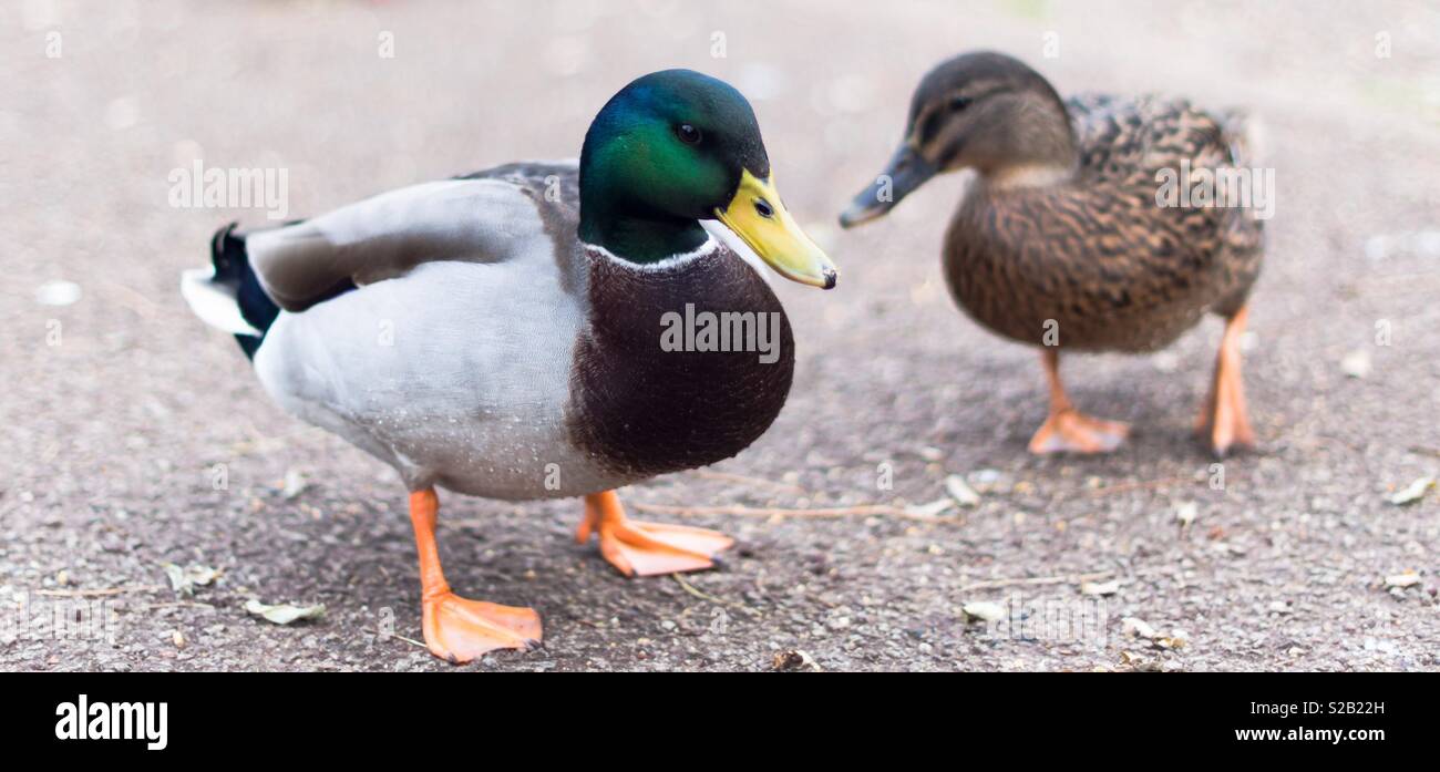 “Taking the Mrs out to lunch...” Two ducks, male and female, waiting to ...