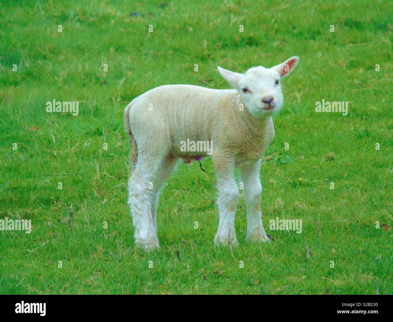The Smiling Lamb Stock Photo - Alamy