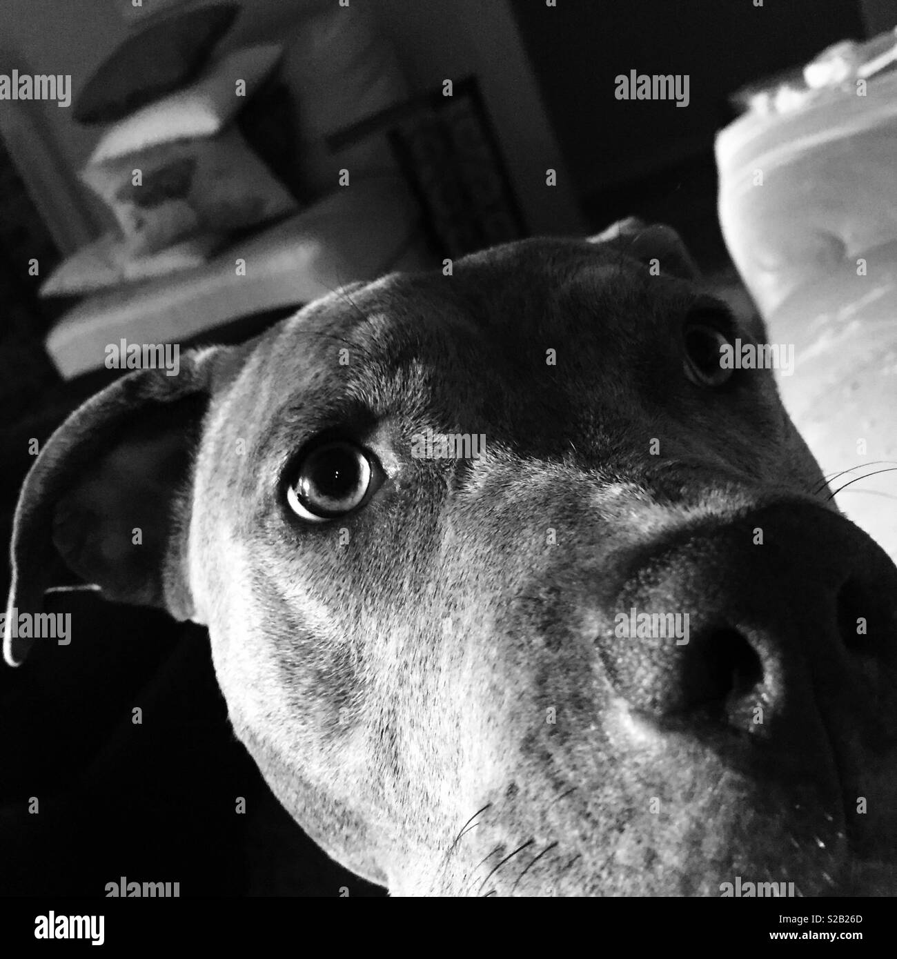 Curious pit bull hi-res stock photography and images - Alamy