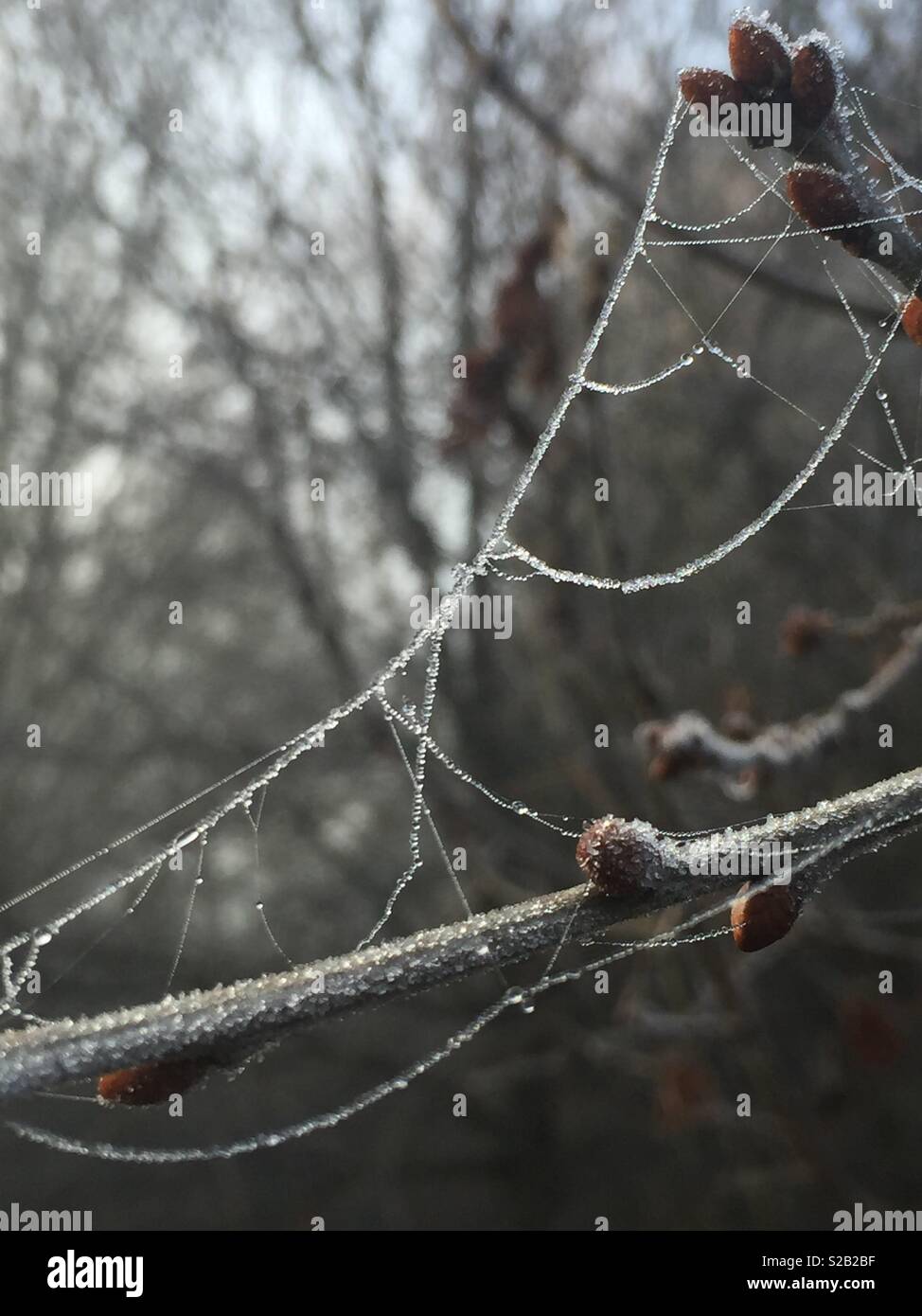 Frosty Cobwebs High Resolution Stock Photography and Images - Alamy