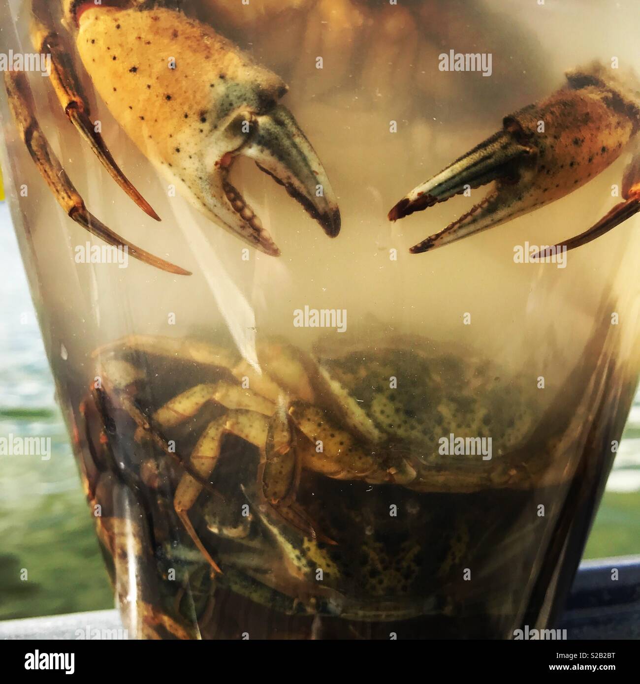 Crabbing Bucket High Resolution Stock Photography and Images - Alamy