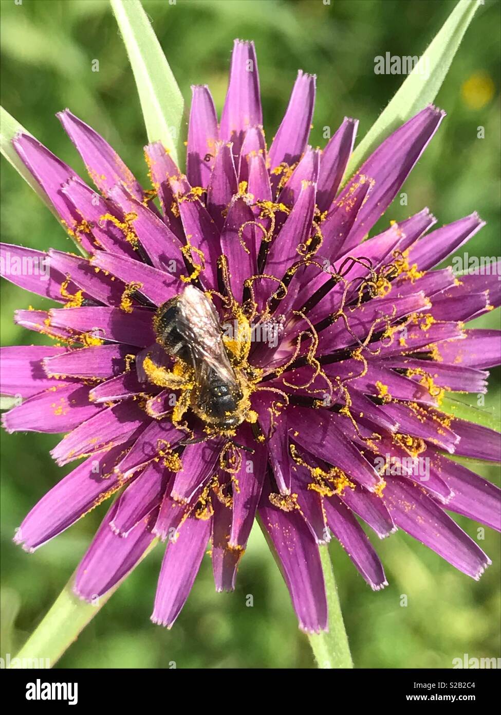 Busy bee hi-res stock photography and images - Alamy