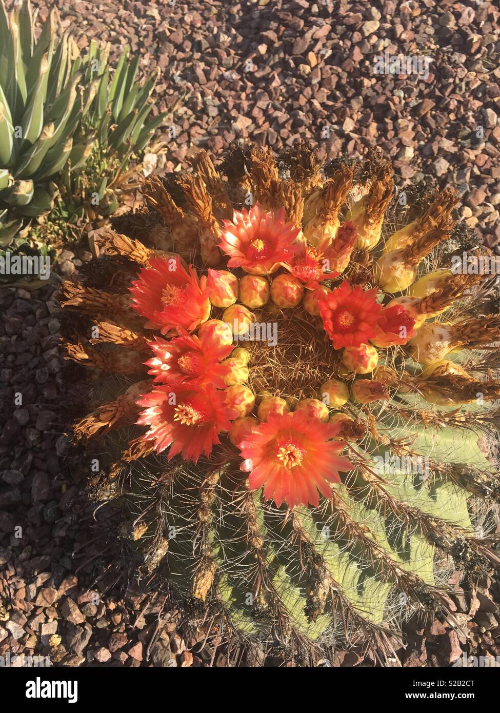 Flowers of a cactus after the rain Stock Photo - Alamy