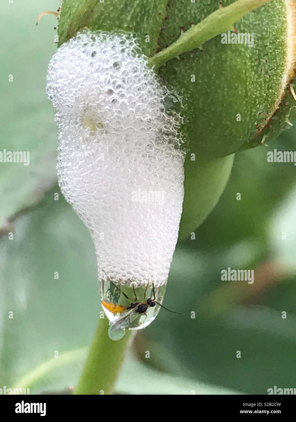 Spit bubbles hi-res stock photography and images - Alamy
