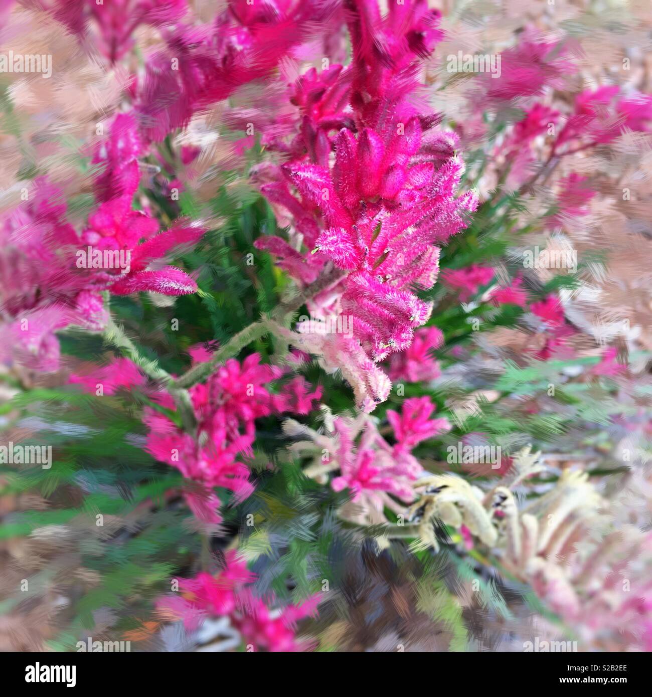 Dwarf kangaroo hi-res stock photography and images - Alamy