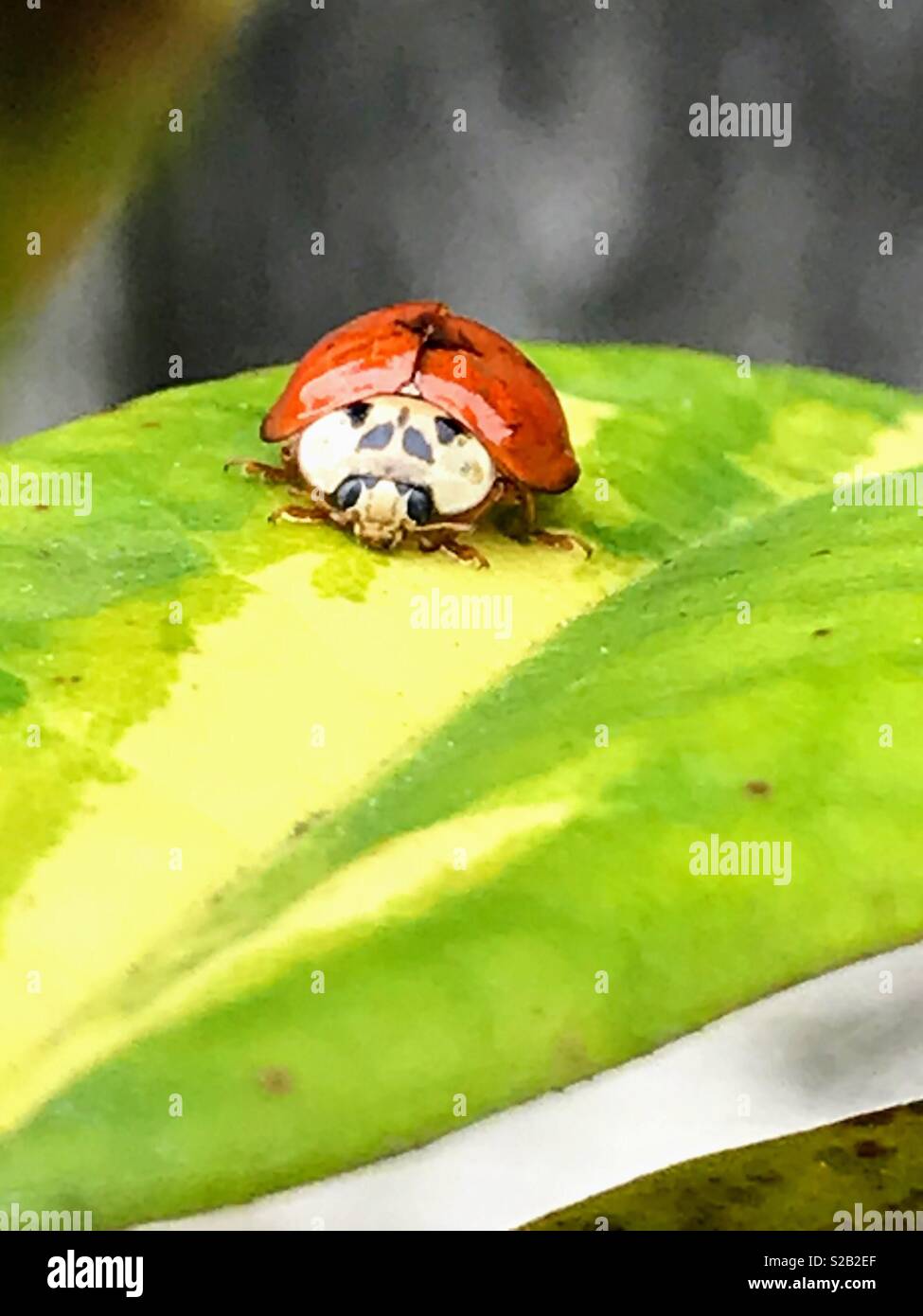 Ladybird leaf hi-res stock photography and images - Alamy