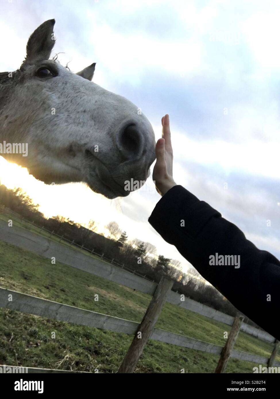 Tender moment befriending a horse by reaching out to touch its ...