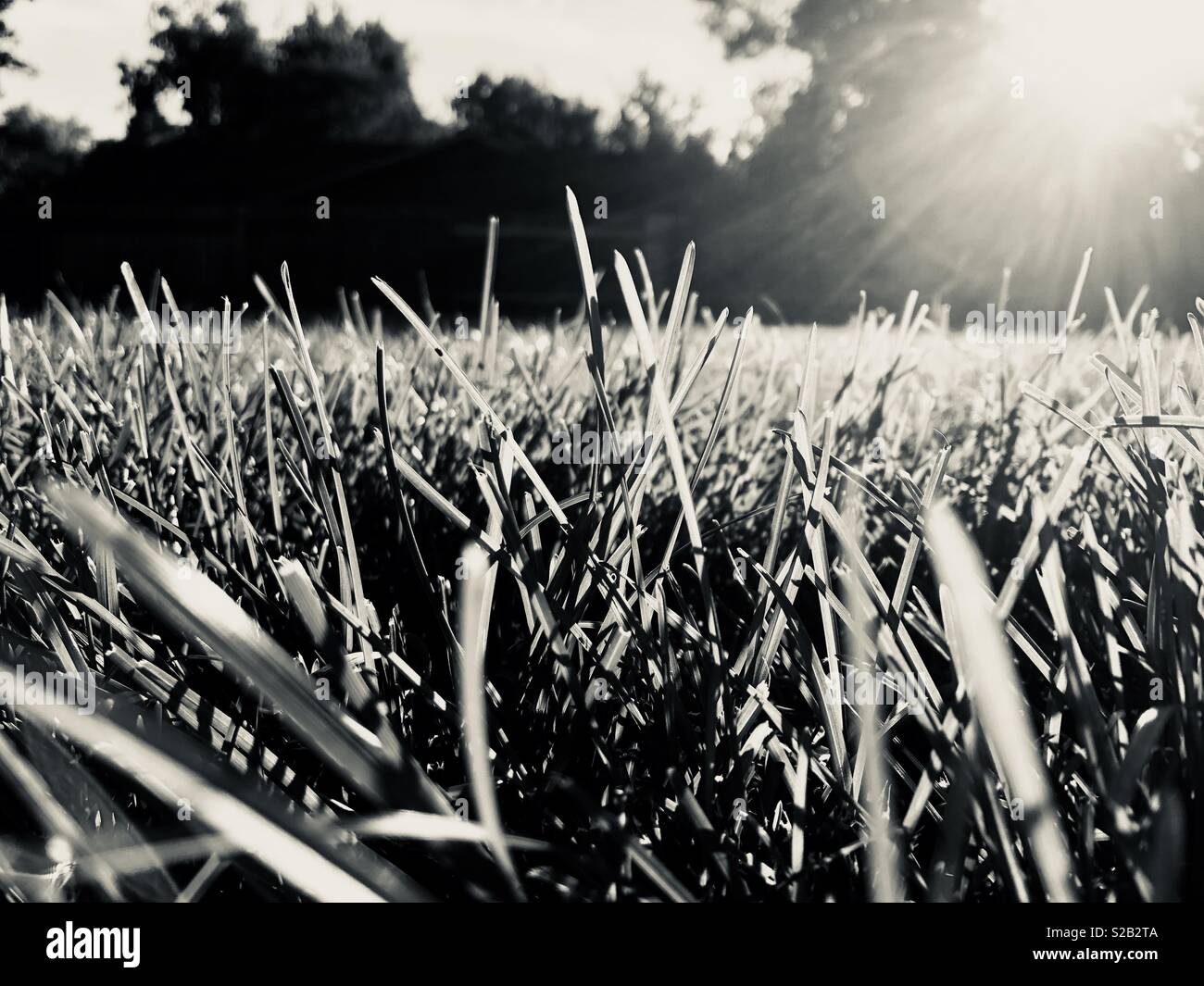 White trees and grass hi-res stock photography and images - Alamy