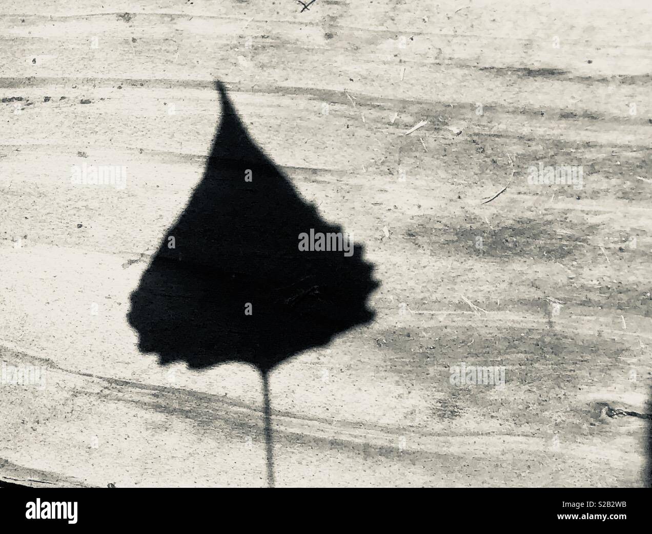 Leaf shadow hi-res stock photography and images - Alamy