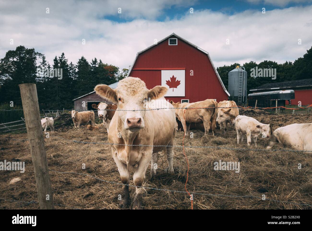 Canadian barn hi-res stock photography and images - Alamy