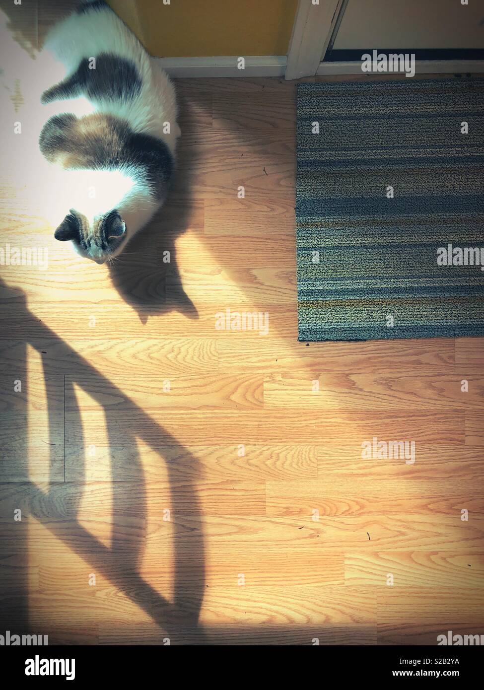 Domestic scene hi-res stock photography and images - Alamy