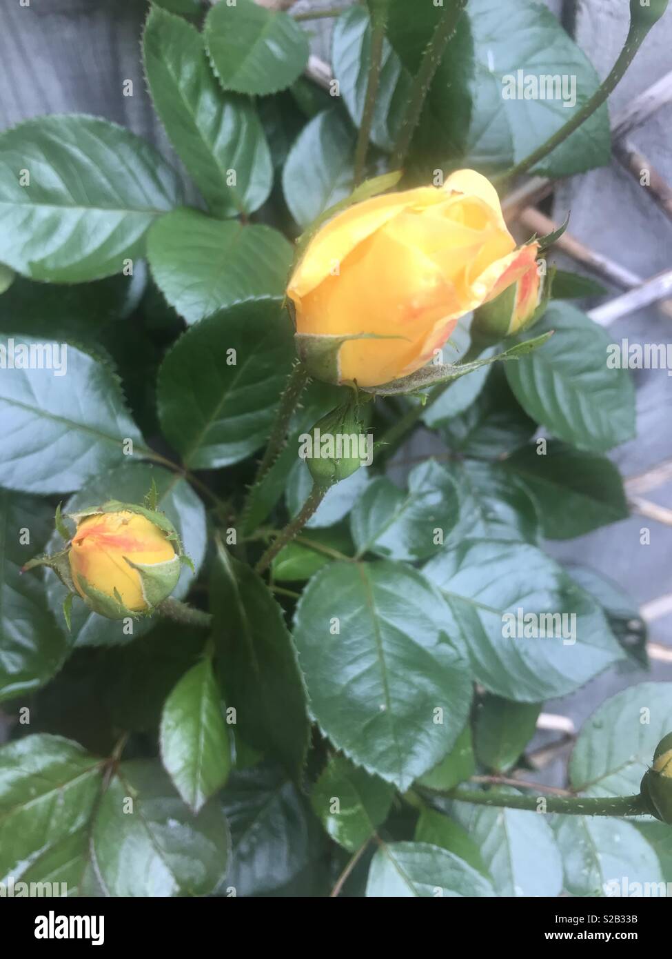Yellow rosebud hi-res stock photography and images - Alamy