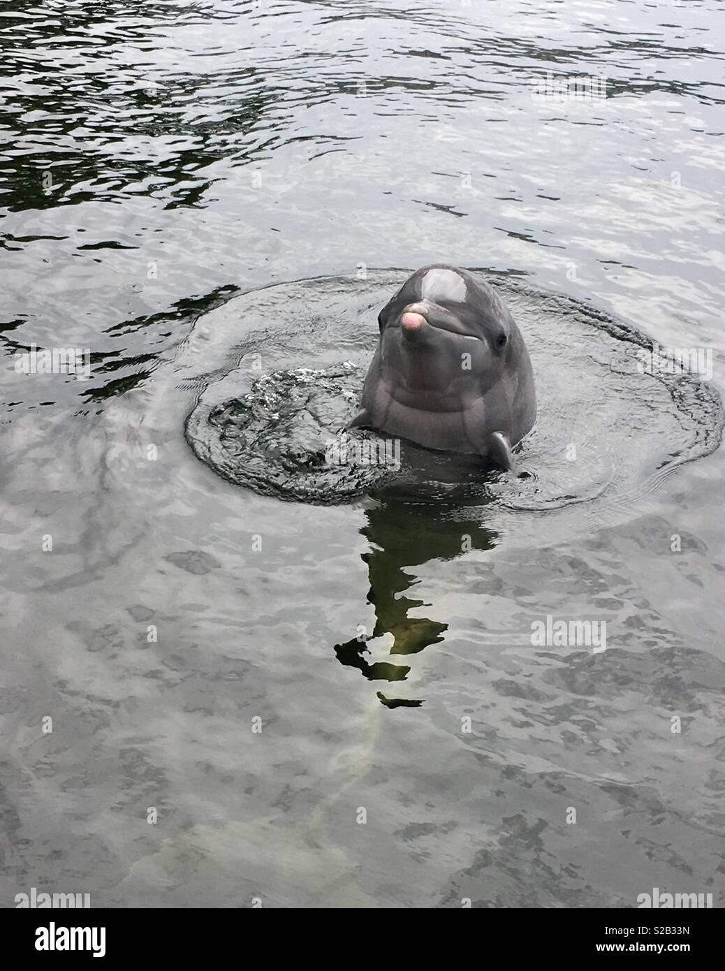 Smiling dolphin hi-res stock photography and images - Alamy