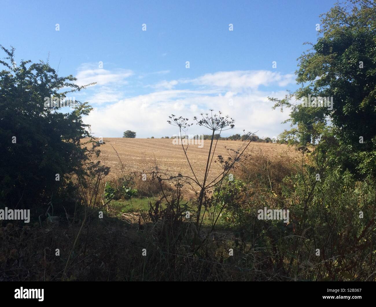 View through the hedge hi-res stock photography and images - Alamy