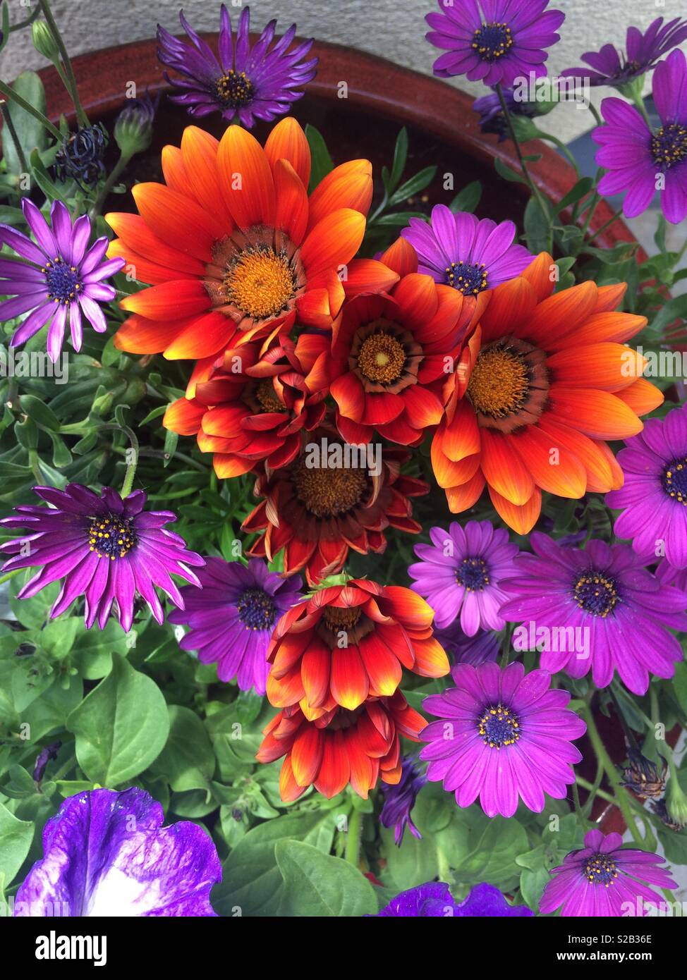 Osteospermum Red High Resolution Stock Photography and Images - Alamy