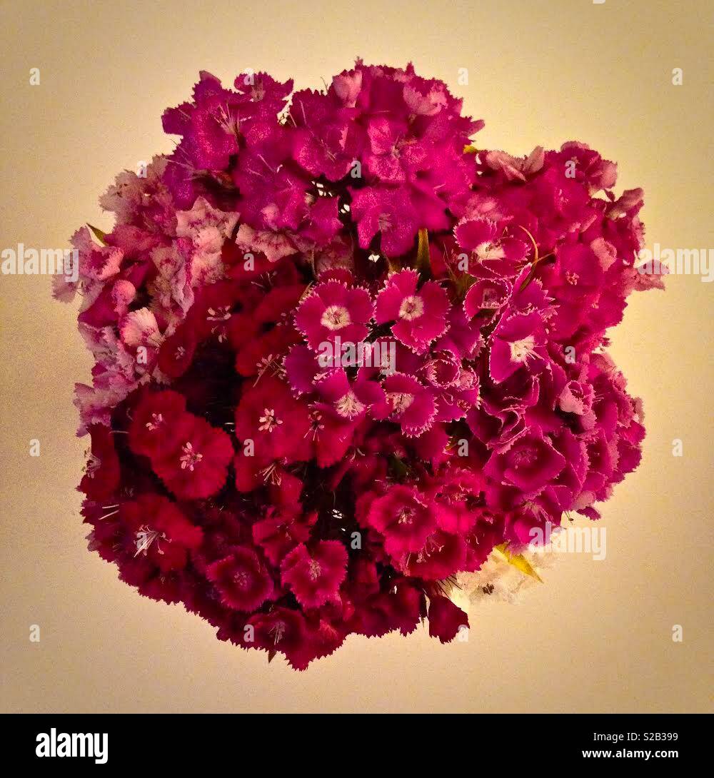 Bunch of small red and pink flowers from above Stock Photo - Alamy