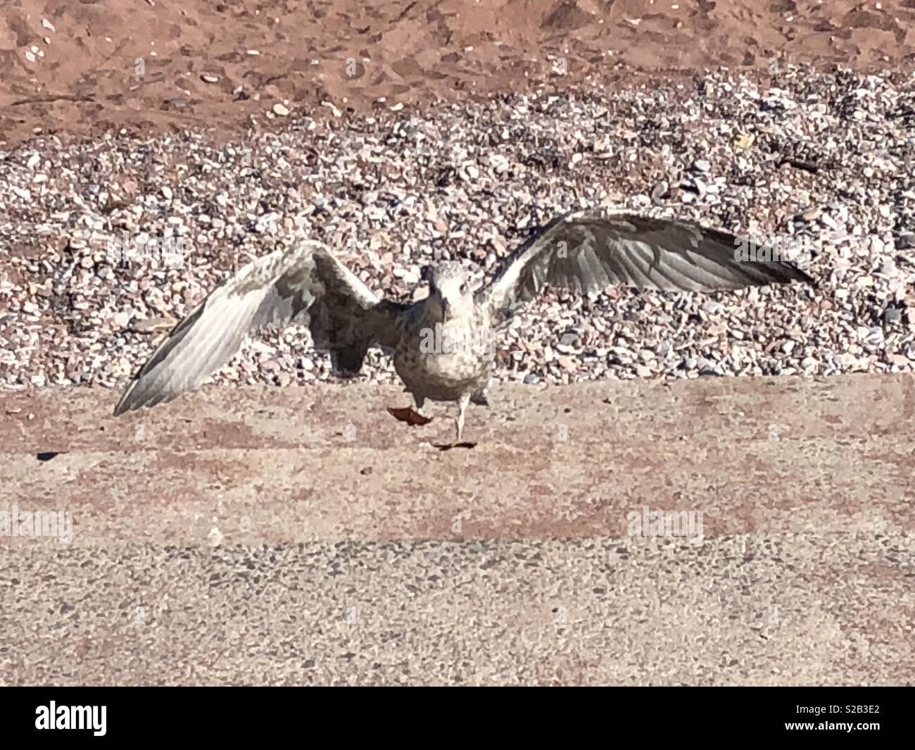 Baby seagull hi-res stock photography and images - Alamy