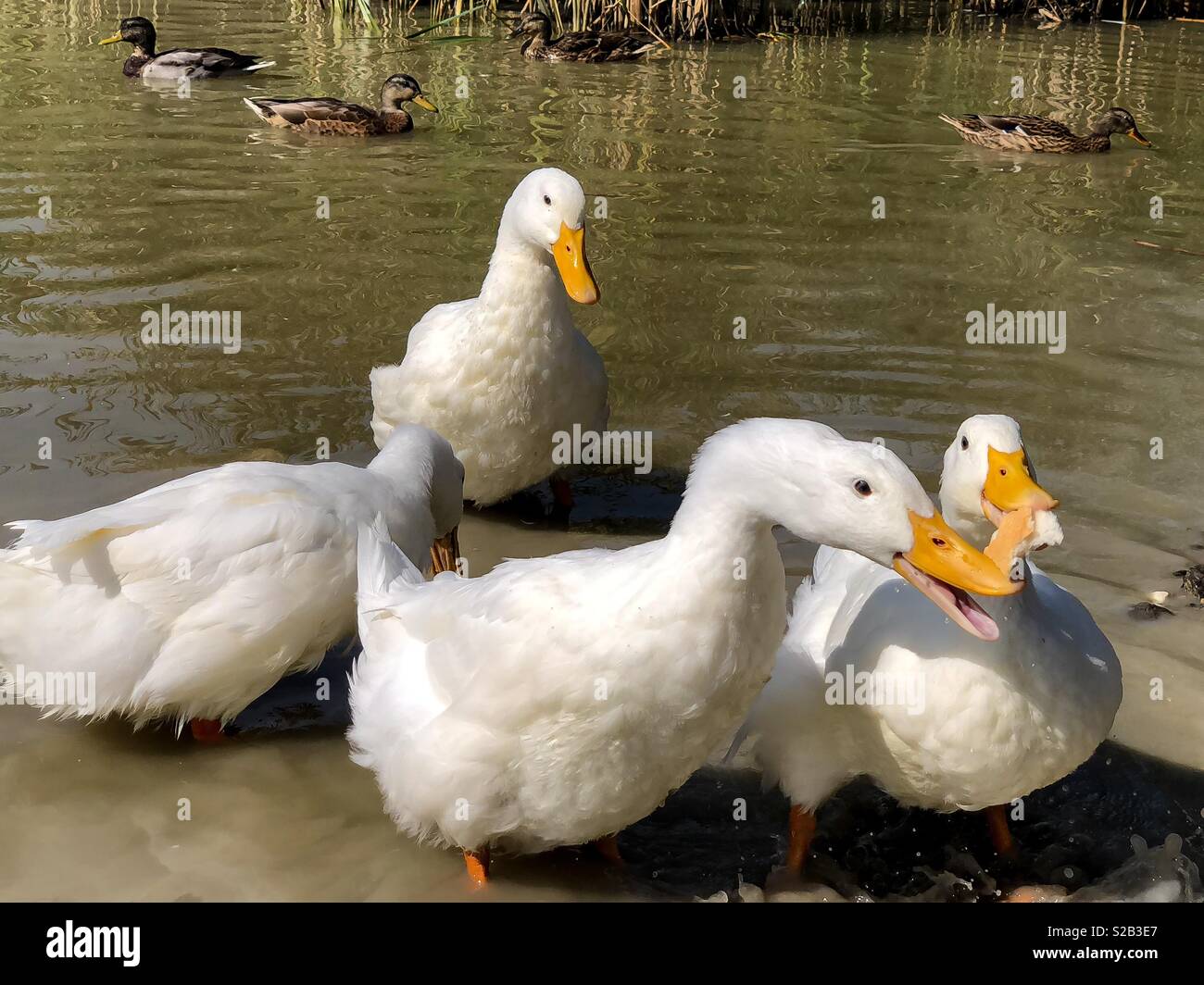 Feeding bread to ducks hi-res stock photography and images - Alamy
