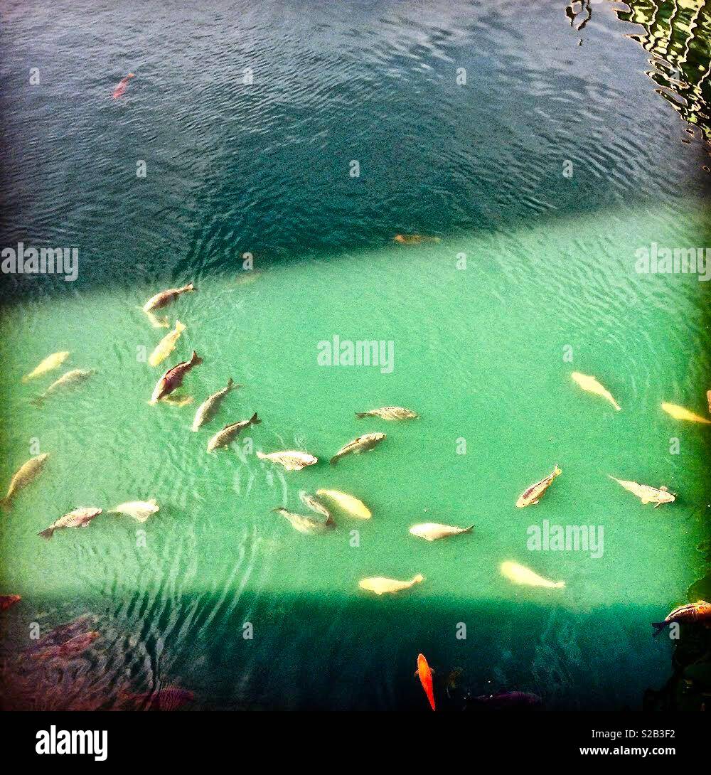 Koi carp fish in Princes Dock, Hull, Yorkshire Stock Photo - Alamy