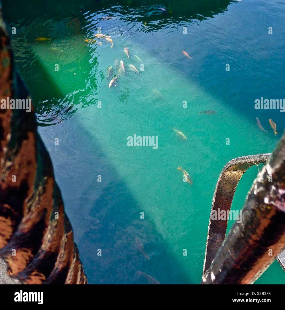 Koi carp in Princes Dock, Hull Stock Photo - Alamy