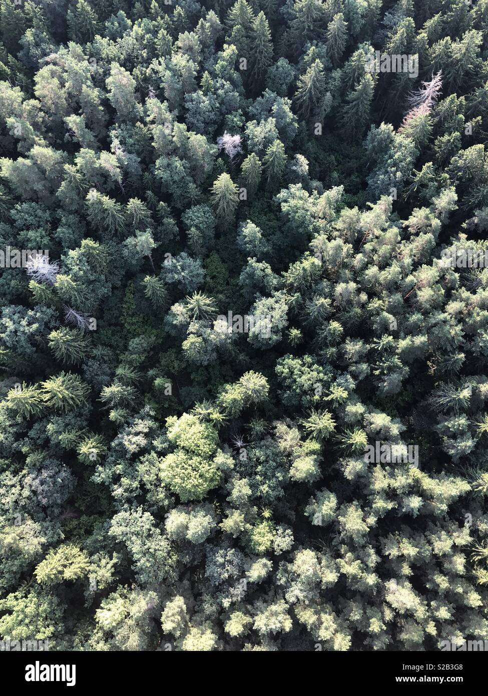 Trees from above Stock Photo - Alamy