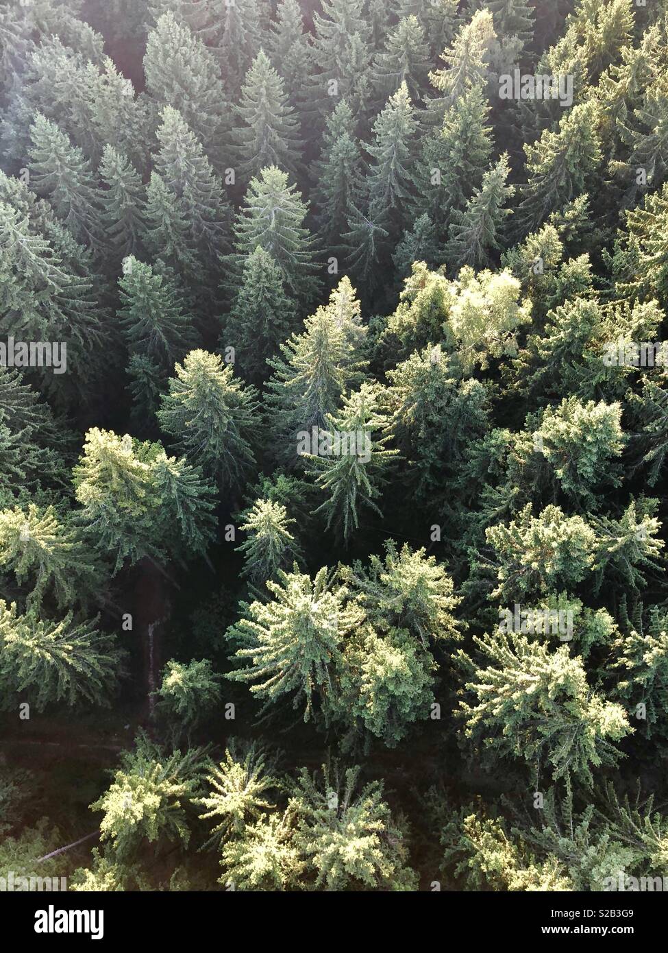 Trees from above Stock Photo - Alamy