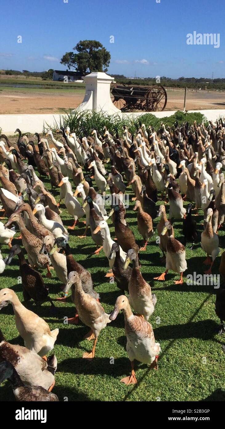 Duck parade at winery Stock Photo - Alamy