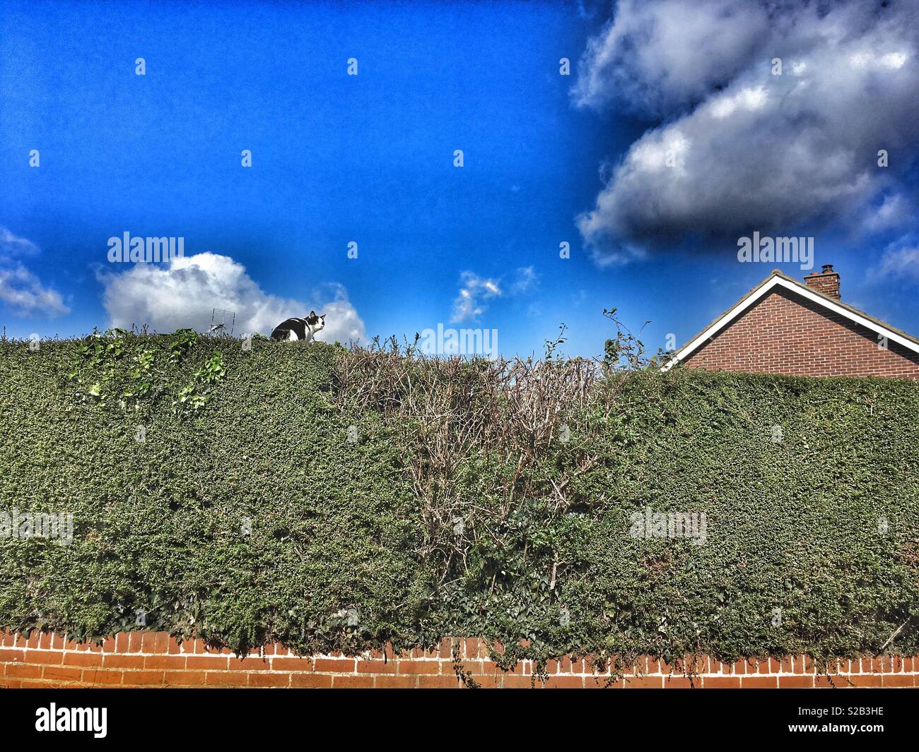Black and white cat sitting on top of a hedge, Alderton, Suffolk ...