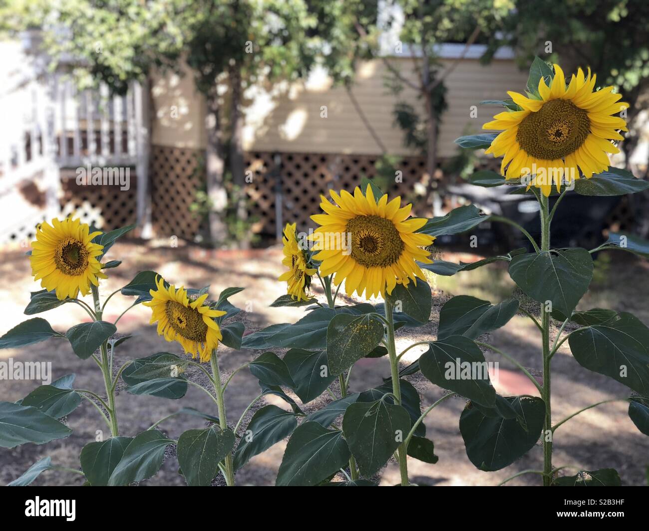 Cheerful sunflowers hi-res stock photography and images - Alamy