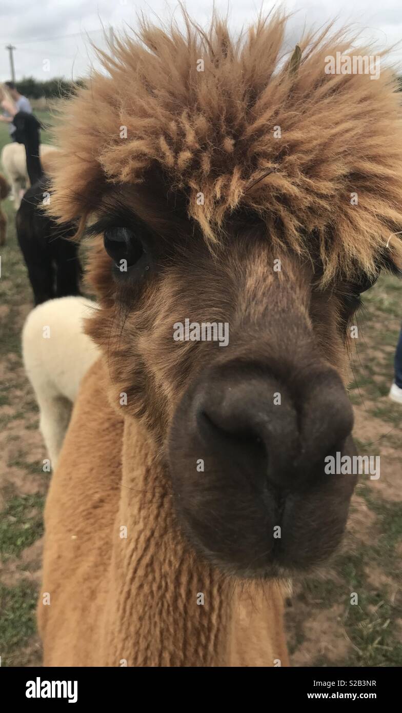 Alpaca hair hi-res stock photography and images - Alamy