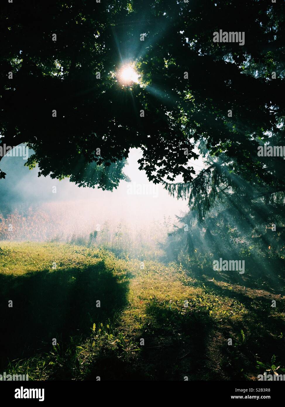 Sun flare thru trees hi-res stock photography and images - Alamy