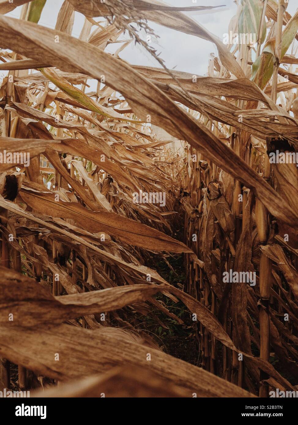 Dried corn leaves blowing in the wind inside a cornfield Stock Photo ...
