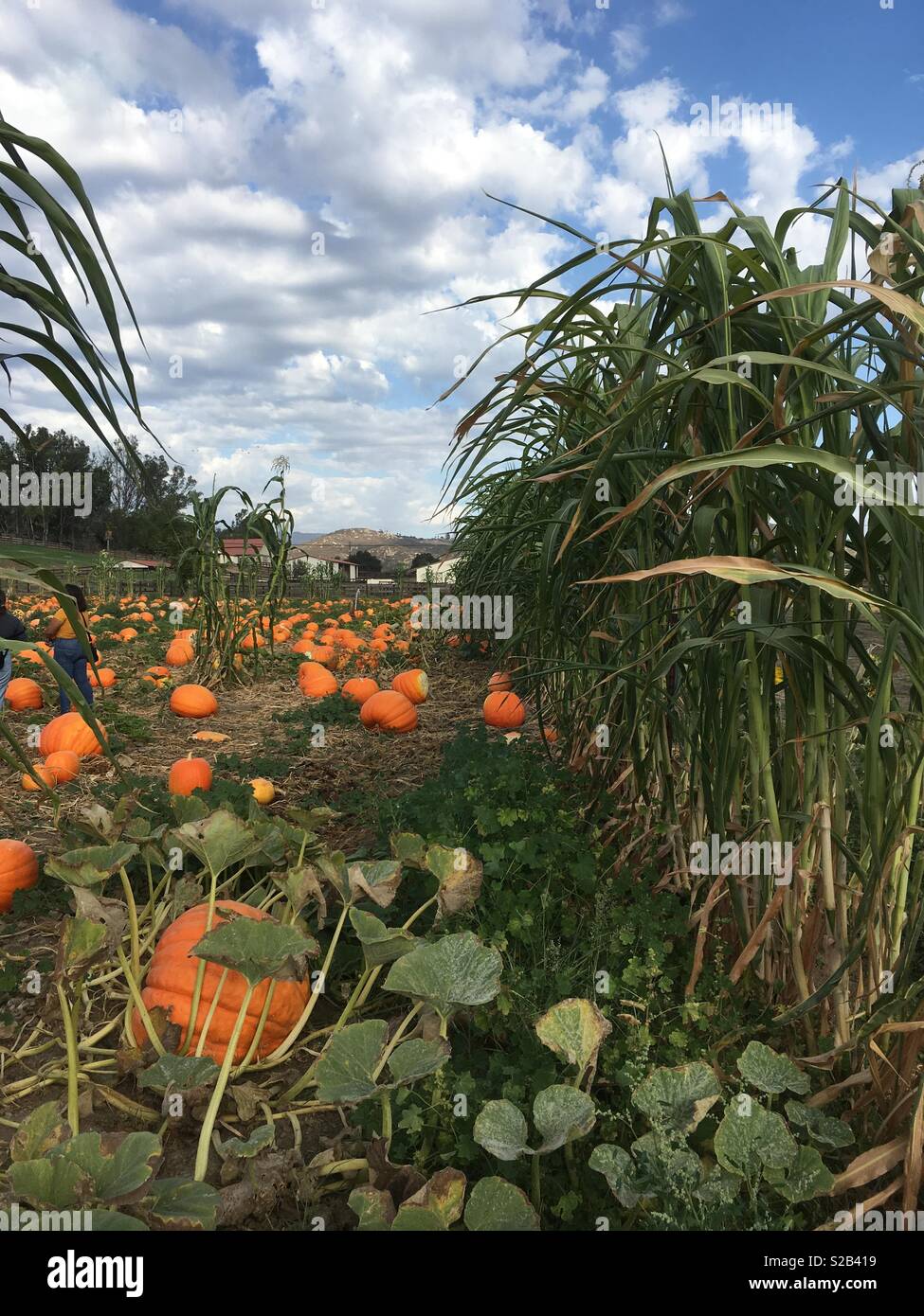 Pumpkin Patch with field of pumpkins and stalks for Halloween, Valley ...