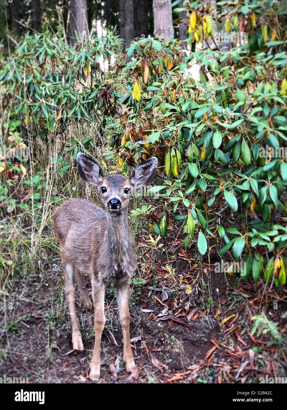A fawn standing near a forest edge Stock Photo - Alamy