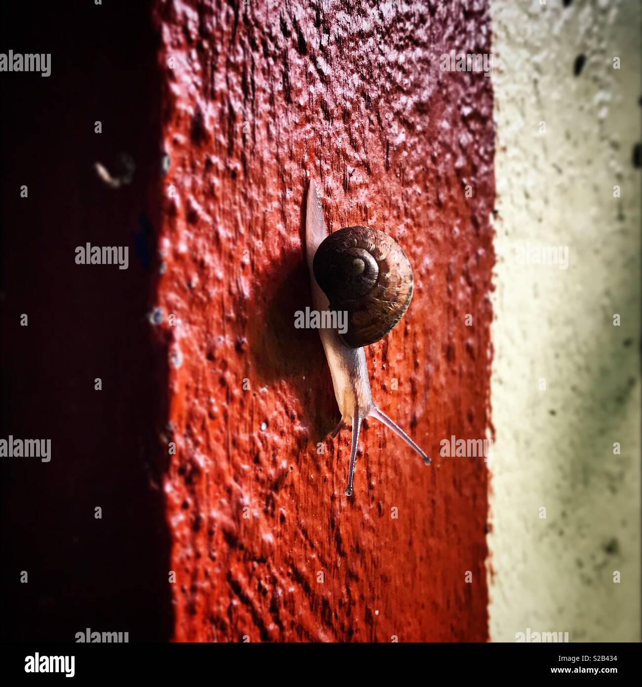 A snail walks in a red wall in Coyoacan, Mexico Stock Photo - Alamy