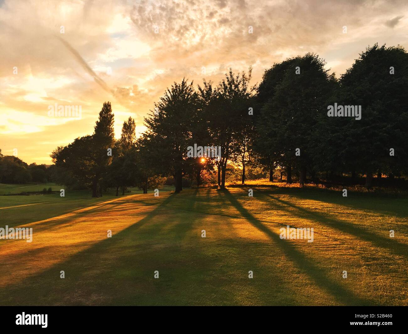 Golden light trees hi-res stock photography and images - Alamy