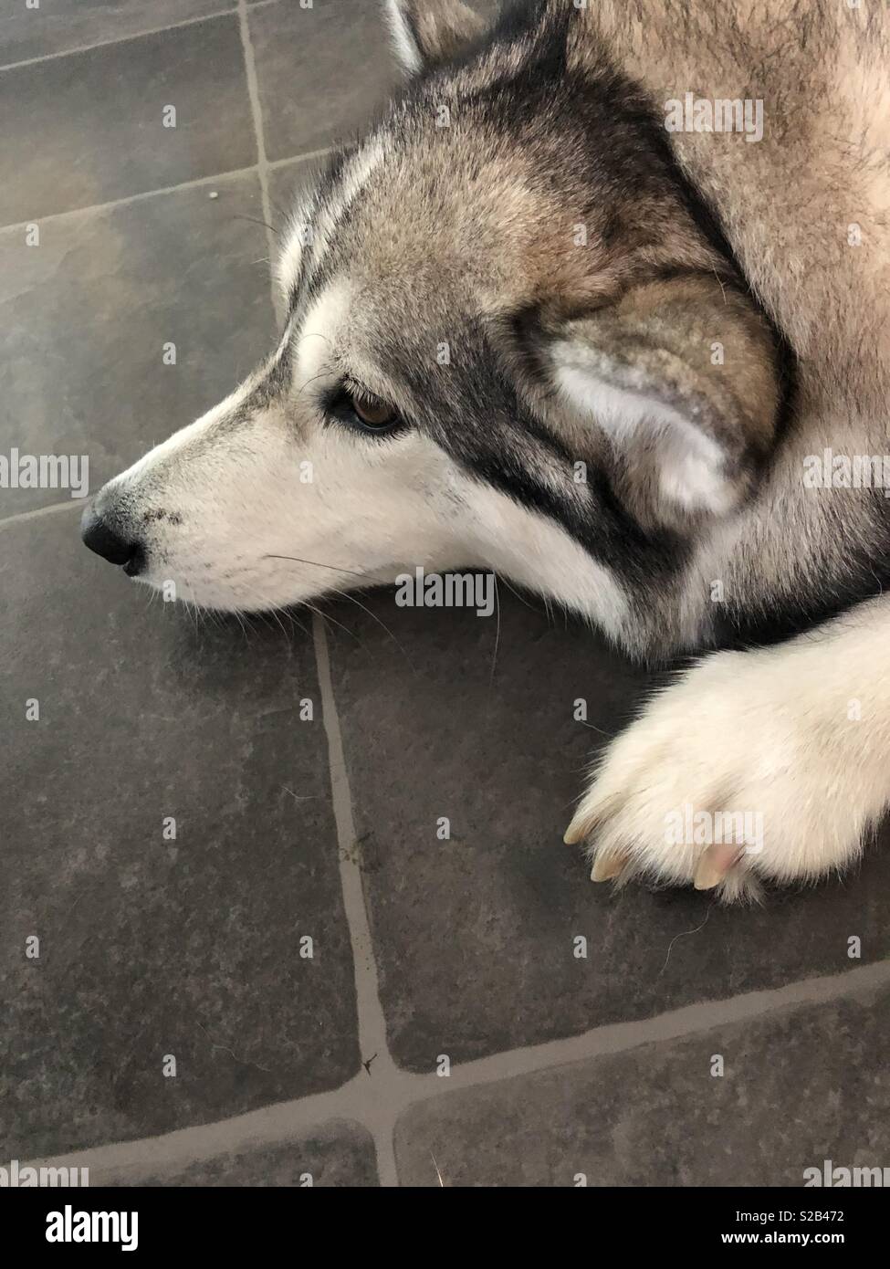 Sleeping wolf hi-res stock photography and images - Alamy