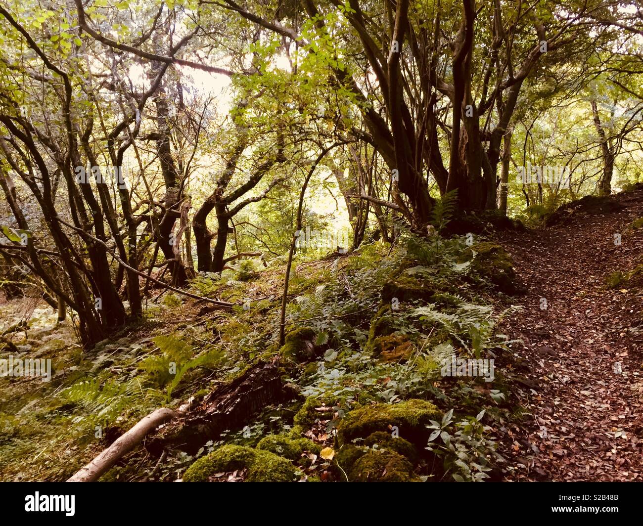 Trail woodland path hi-res stock photography and images - Alamy