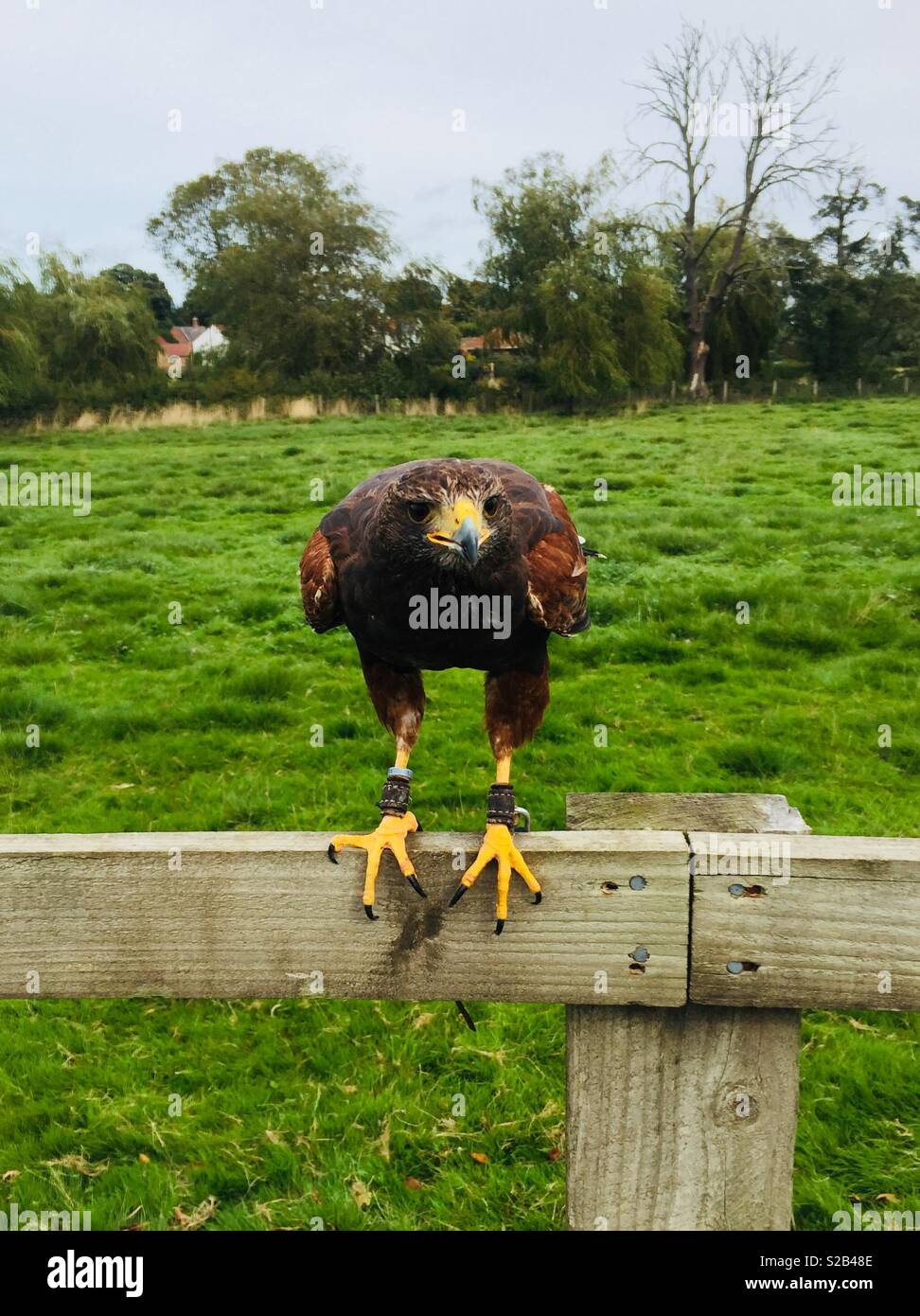 Falcon Field High Resolution Stock Photography and Images - Alamy
