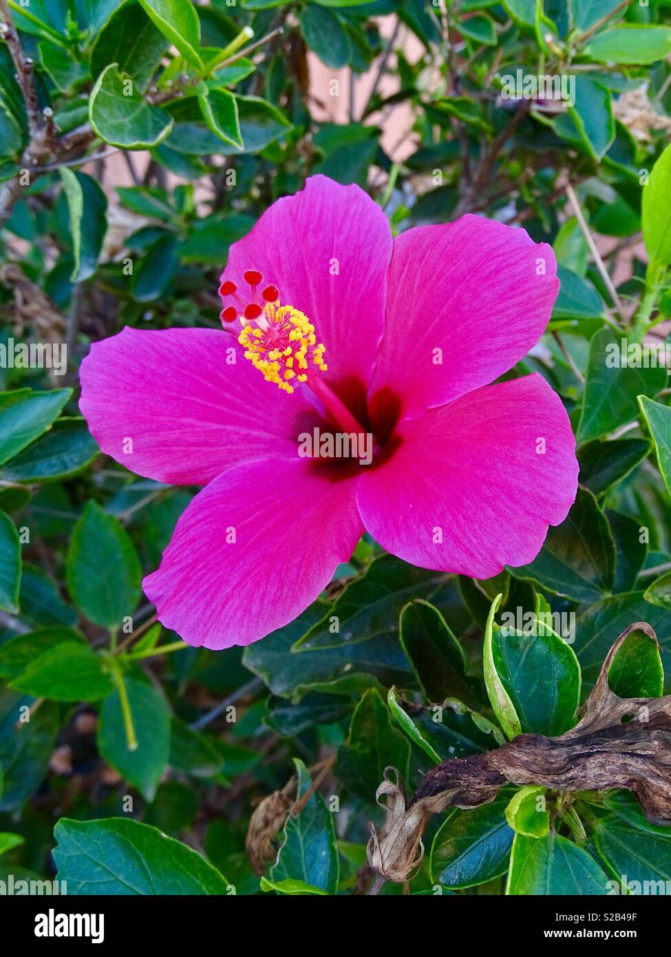 Purple hibiscus hi-res stock photography and images - Alamy