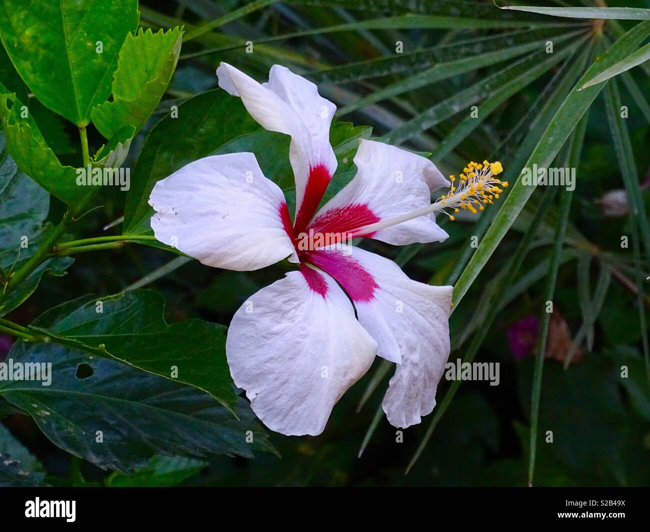 White And Pink Hibiscus Flower Hardy Hibiscus: Plant Care & Growing Guide