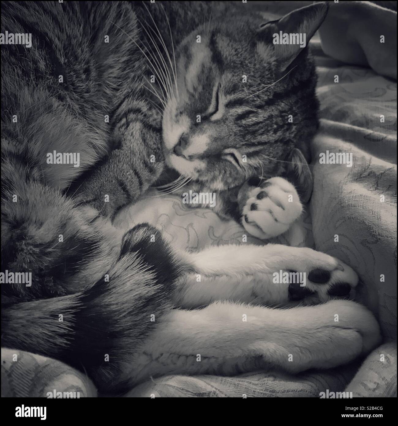 Sleepy cat curled up on bed hi-res stock photography and images - Alamy