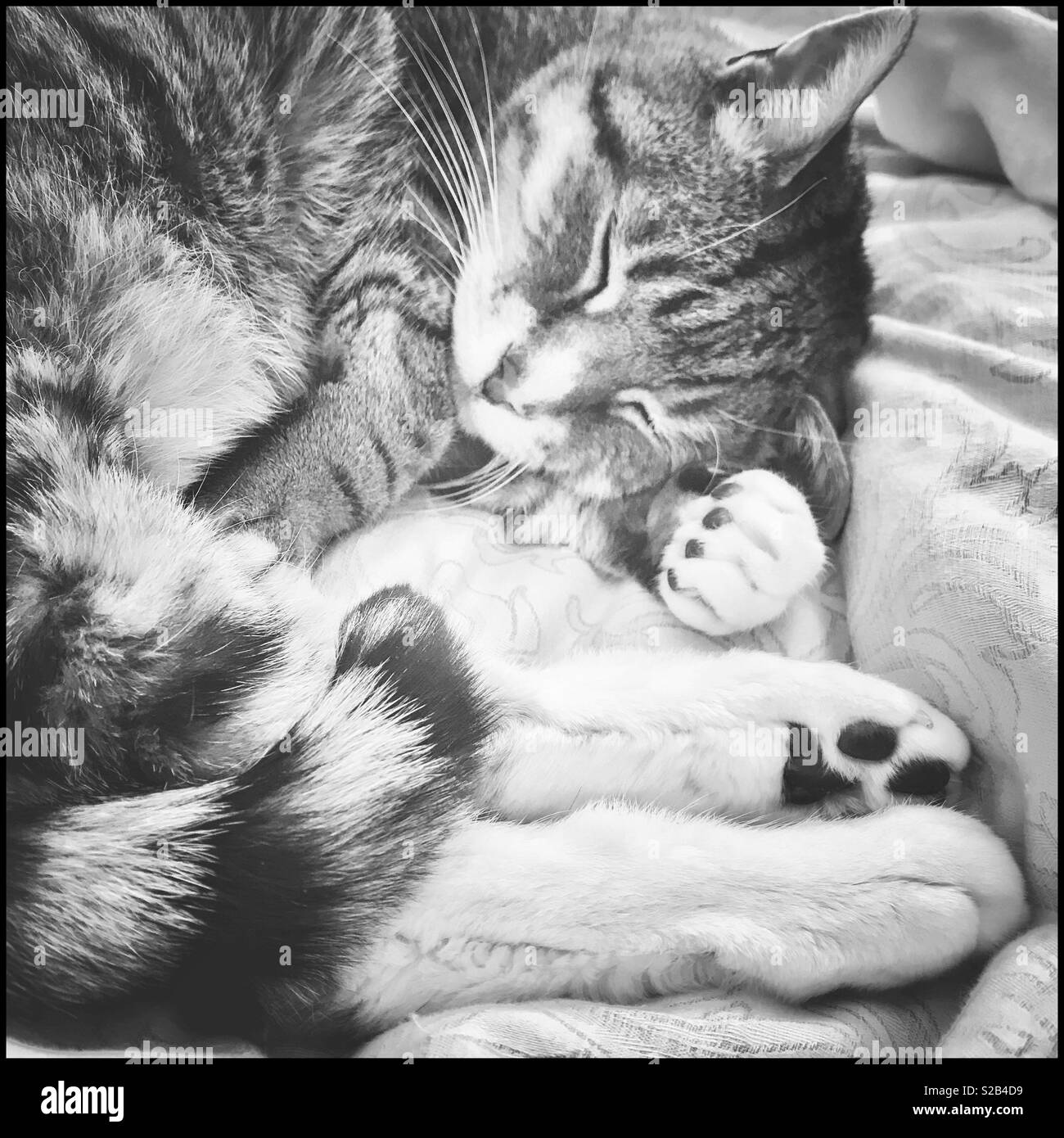 Cat curled Black and White Stock Photos & Images - Alamy