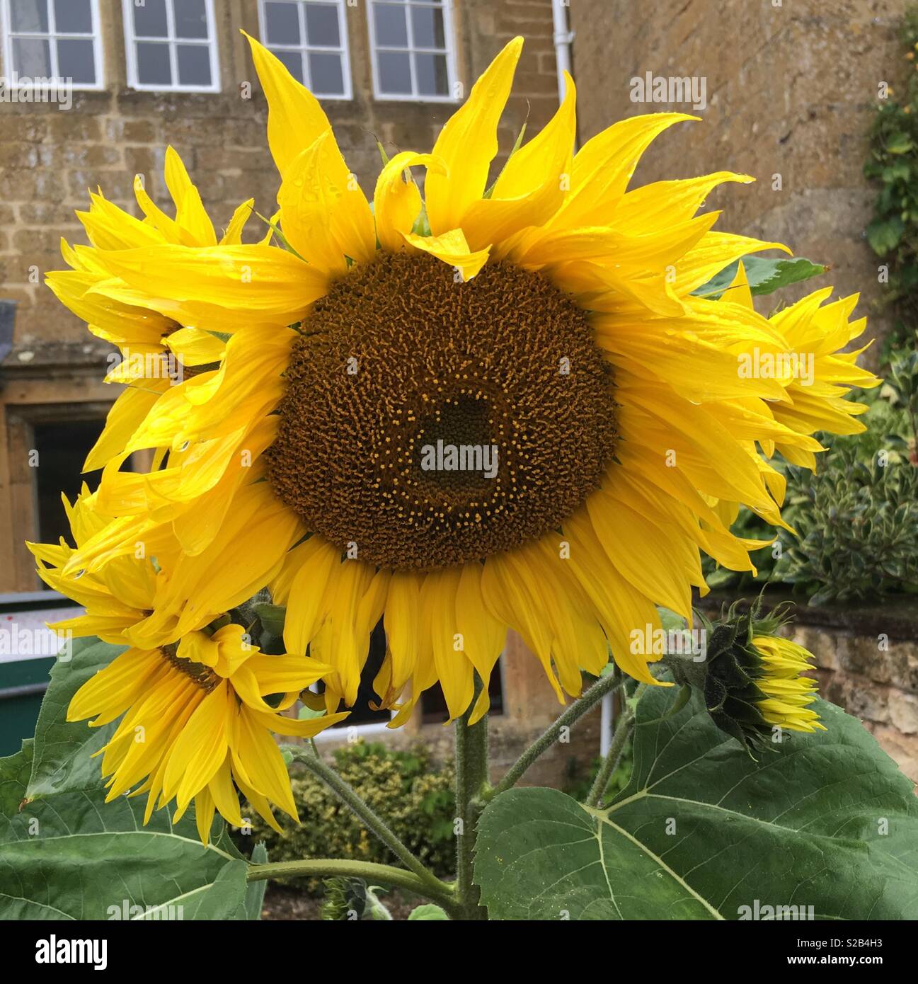 Unusual sunflower hi-res stock photography and images - Alamy
