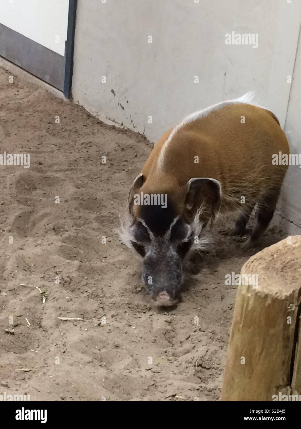 Male red river hog Stock Photo - Alamy