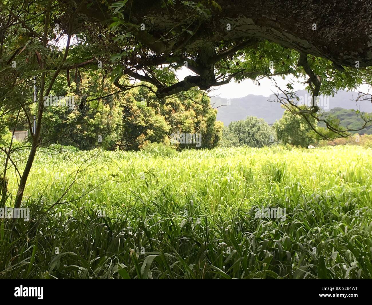 Heavenly grass hi-res stock photography and images - Alamy